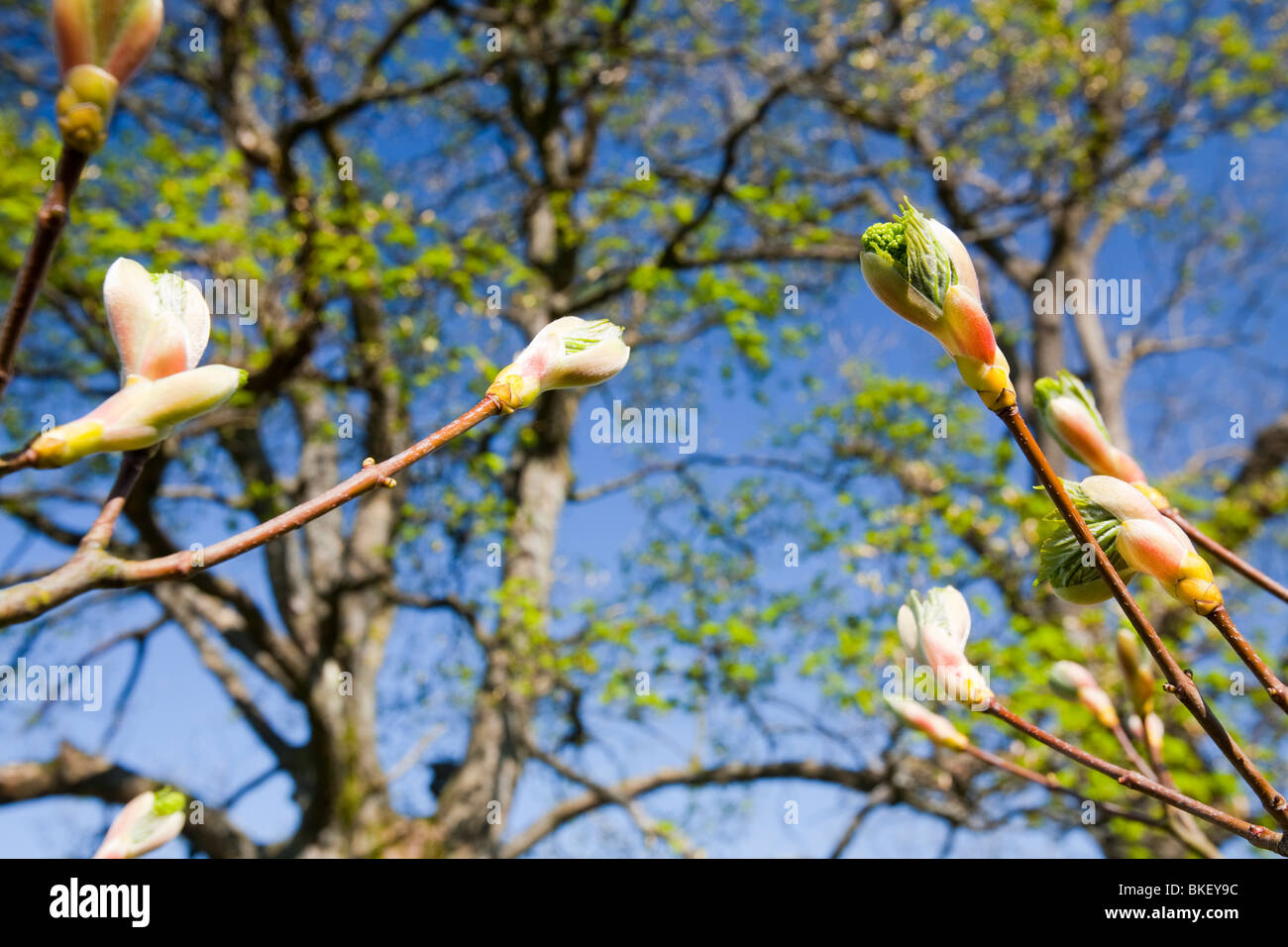 Sycamore tree buds hi-res stock photography and images - Alamy