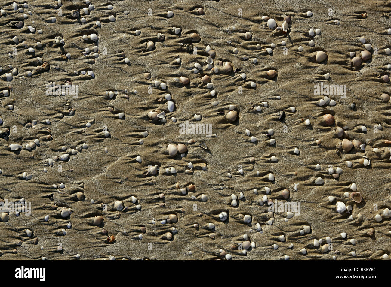 beach sand texture with clam shells, shadows of morning sun Stock Photo ...