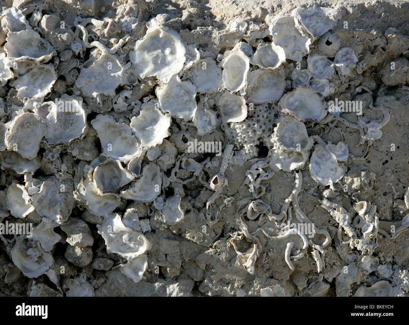 Marine rock texture detail on docks, barnacle Stock Photo - Alamy