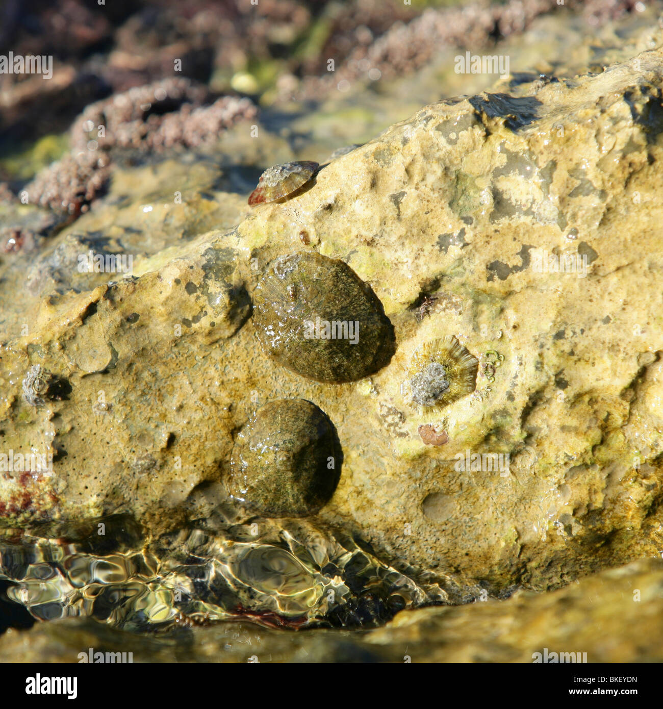 Marine rock texture detail on docks, barnacle Stock Photo - Alamy
