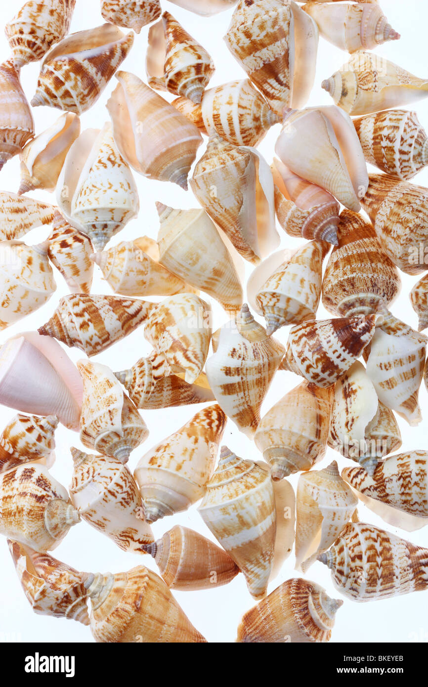 shell, bivalve shell Stock Photo - Alamy