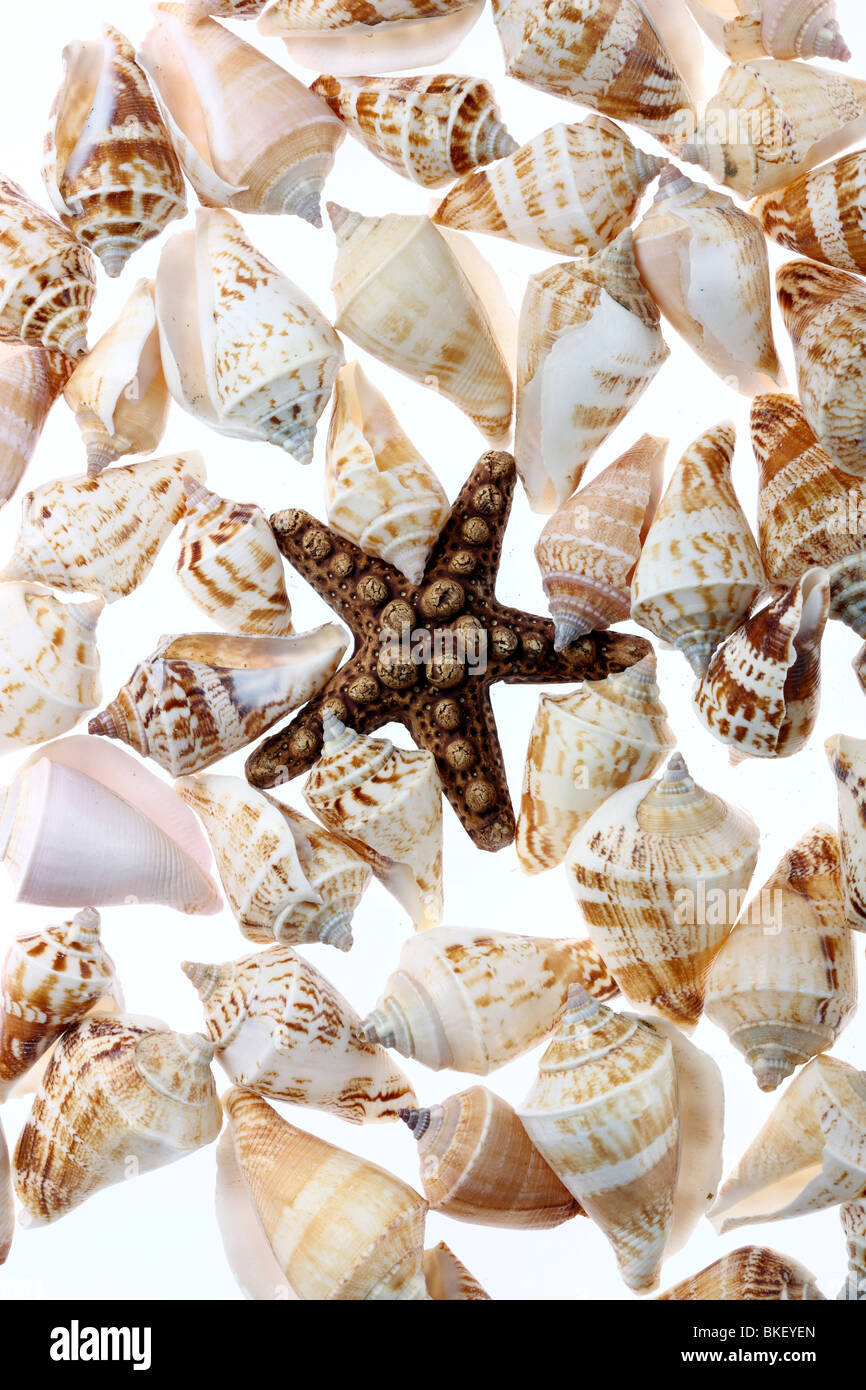 shell, bivalve shell Stock Photo - Alamy