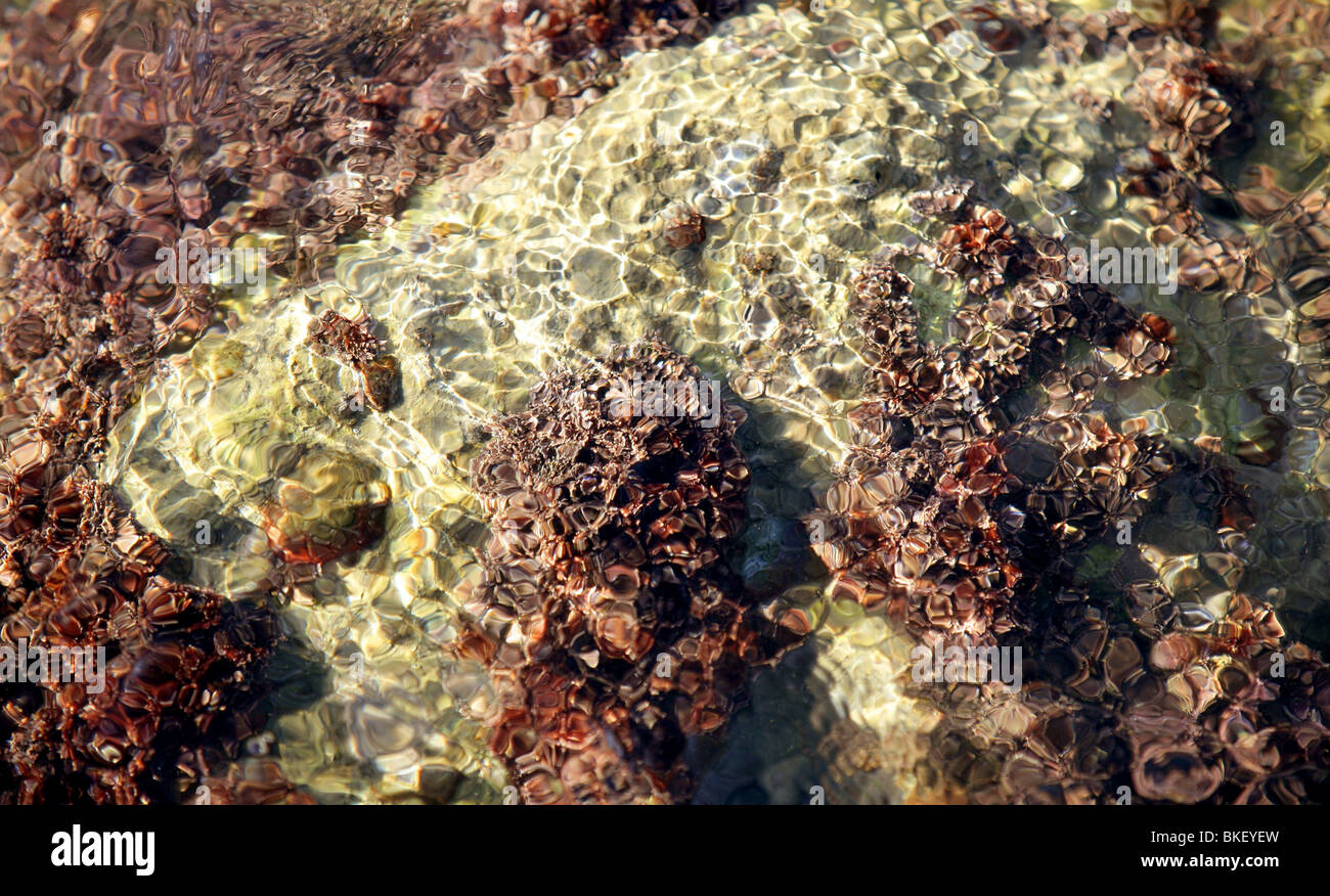 Marine rock texture detail on docks, barnacle Stock Photo - Alamy