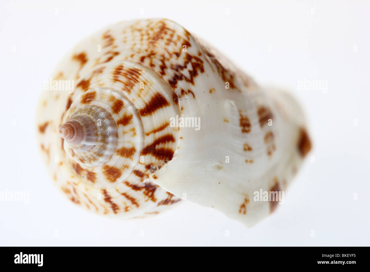 Bivalve Shell High Resolution Stock Photography and Images - Alamy