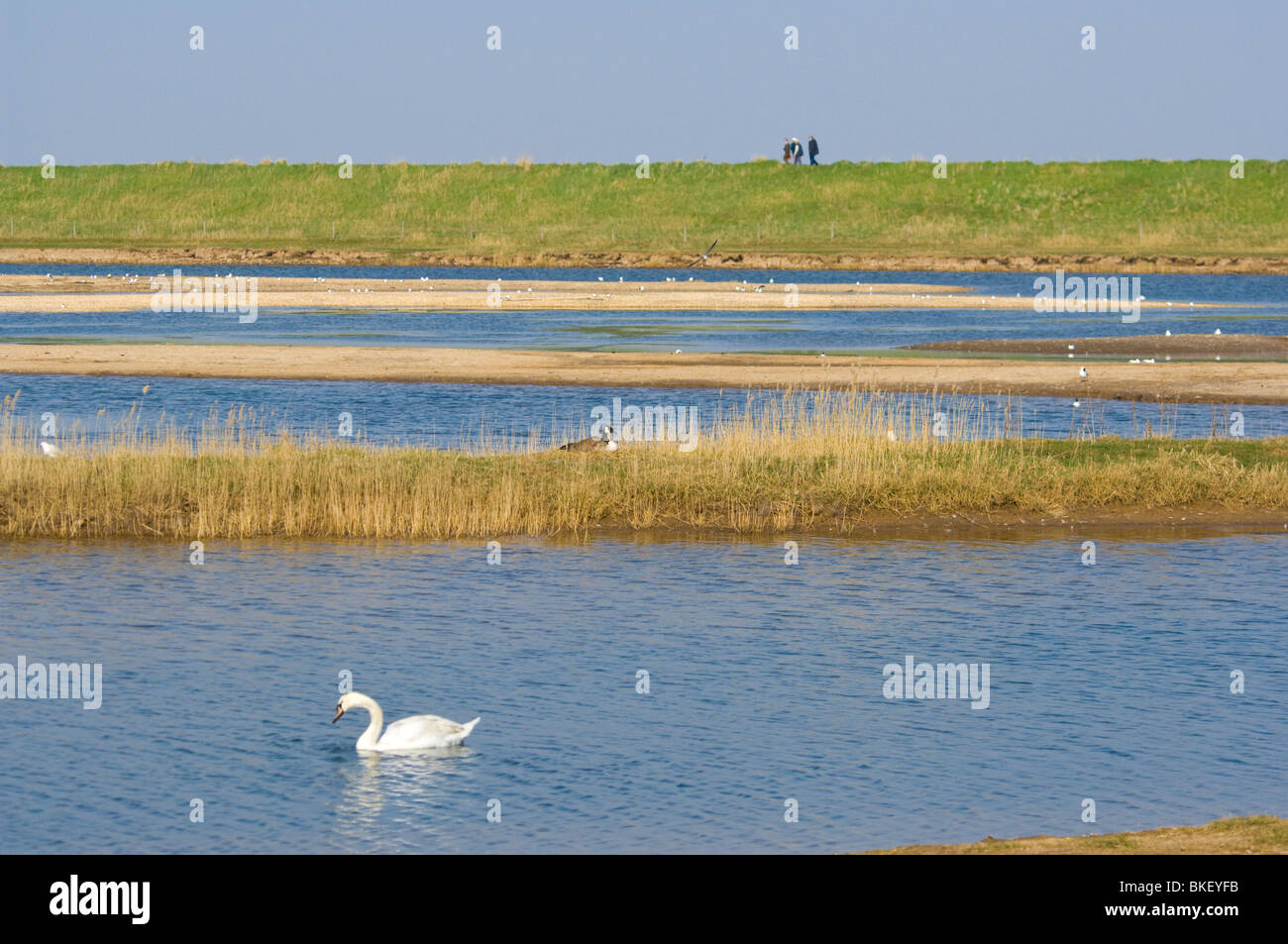Freiston Shore RSPB Nature Reserve Lincolnshire UK Stock Photo - Alamy