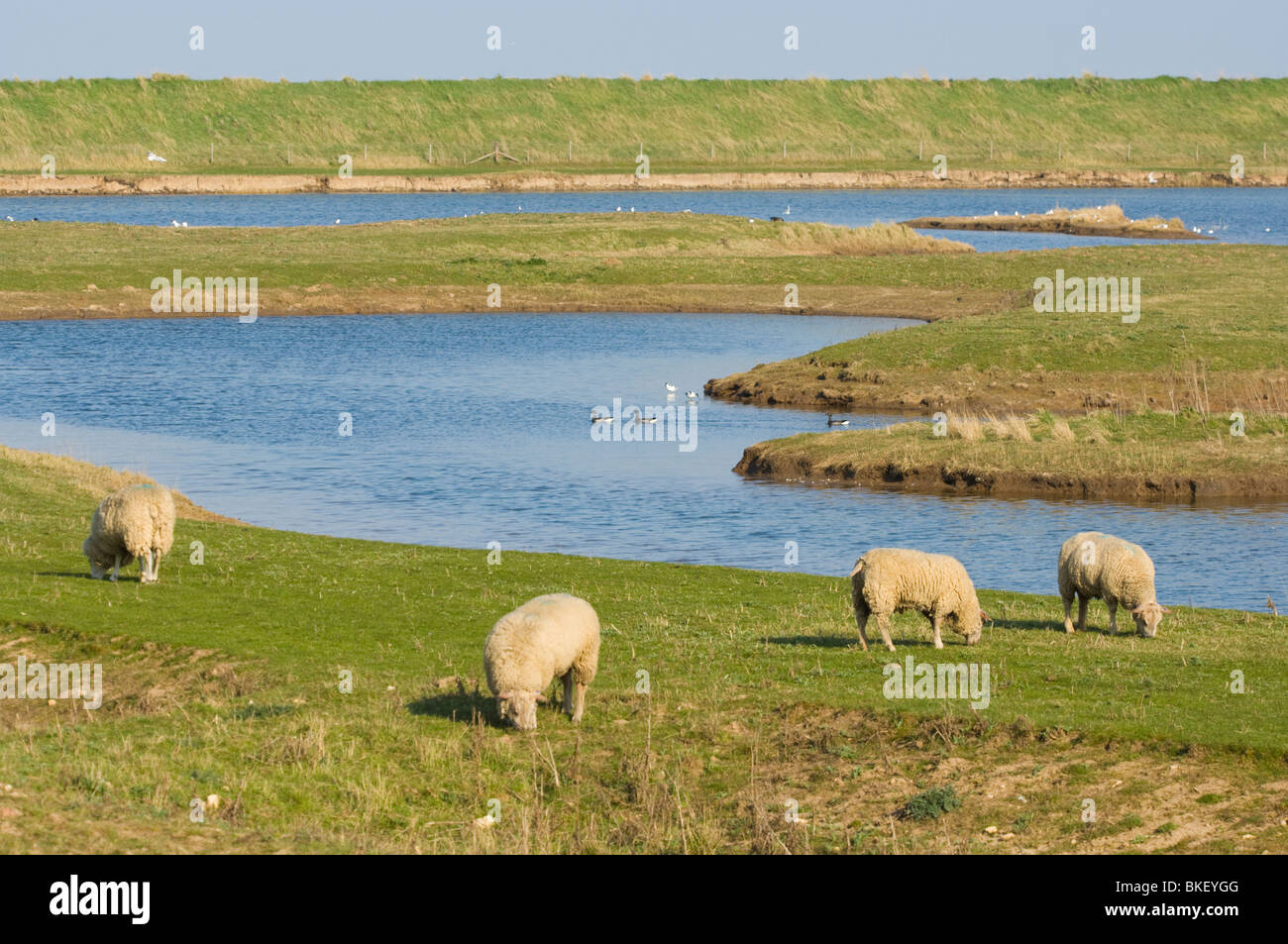Freiston Shore RSPB Nature Reserve Lincolnshire UK Stock Photo - Alamy