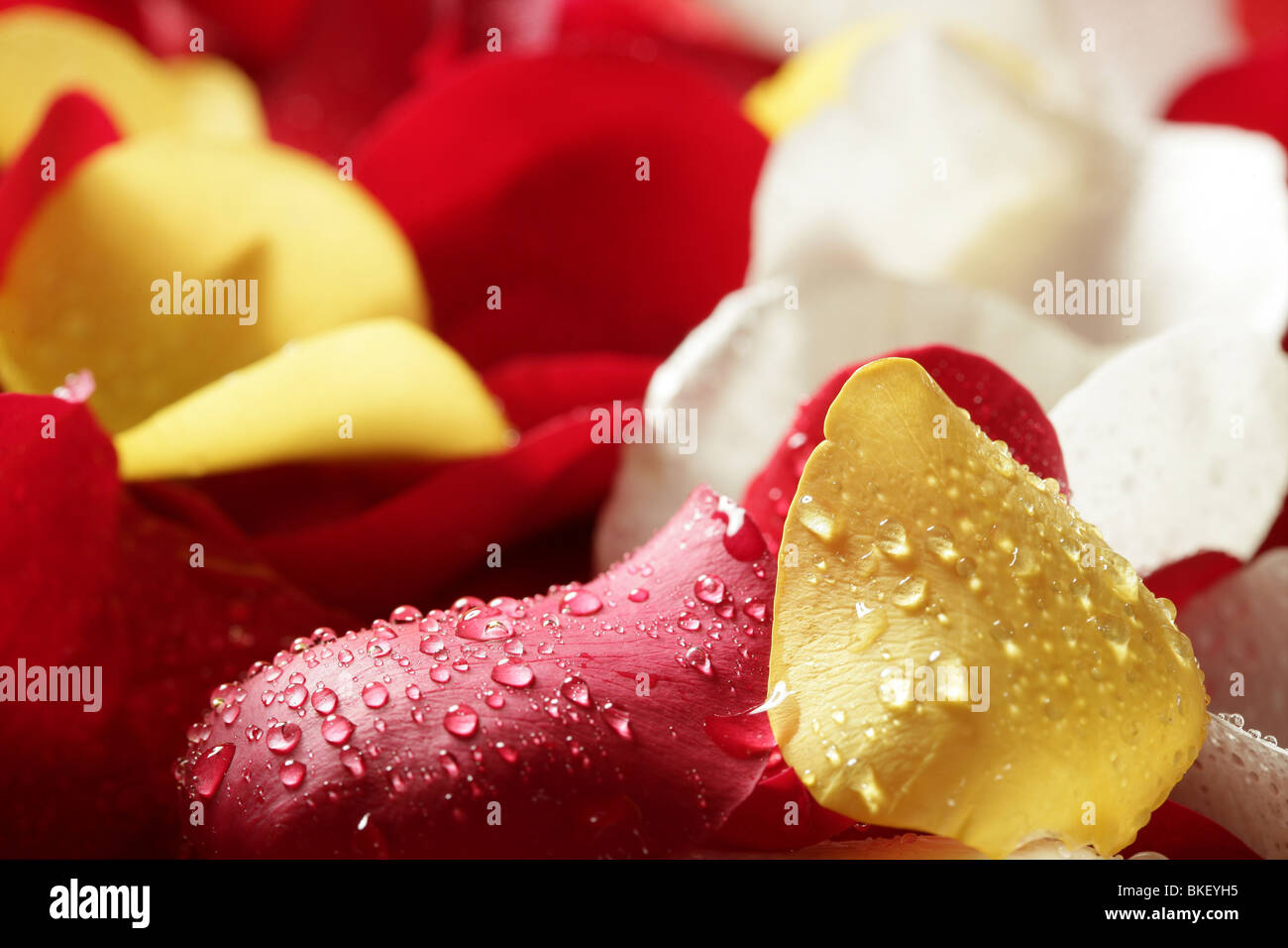 Colorful rose petal pattern wallpaper background texture Stock Photo ...