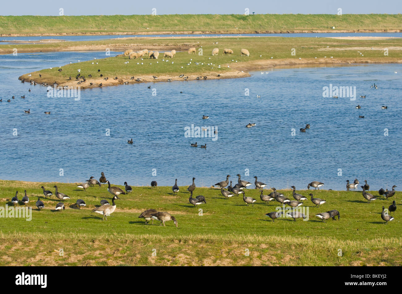 Freiston Shore RSPB Nature Reserve Lincolnshire UK Stock Photo - Alamy