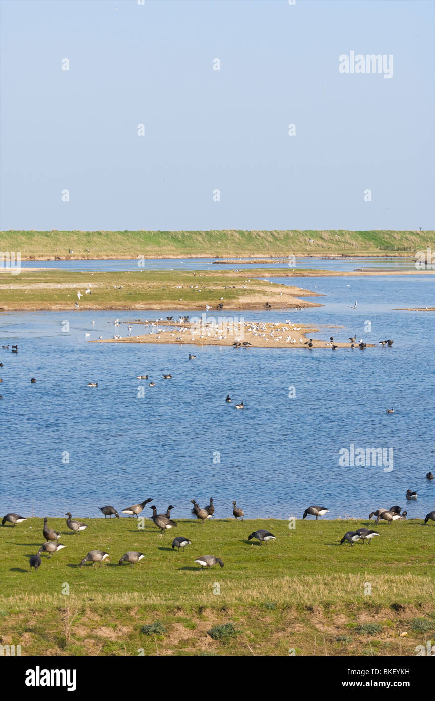 Freiston Shore RSPB Nature Reserve Lincolnshire UK Stock Photo - Alamy