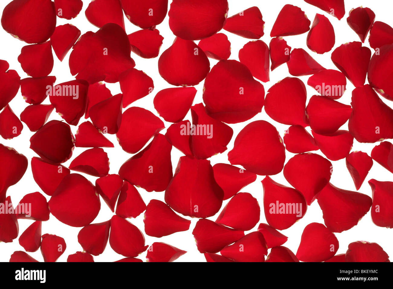 Red rose petals texture background, transparent flowers Stock Photo - Alamy