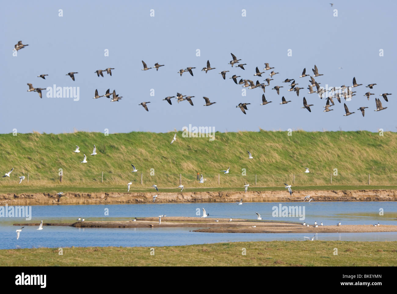 Lincolnshire wildlife reserve hi-res stock photography and images - Alamy