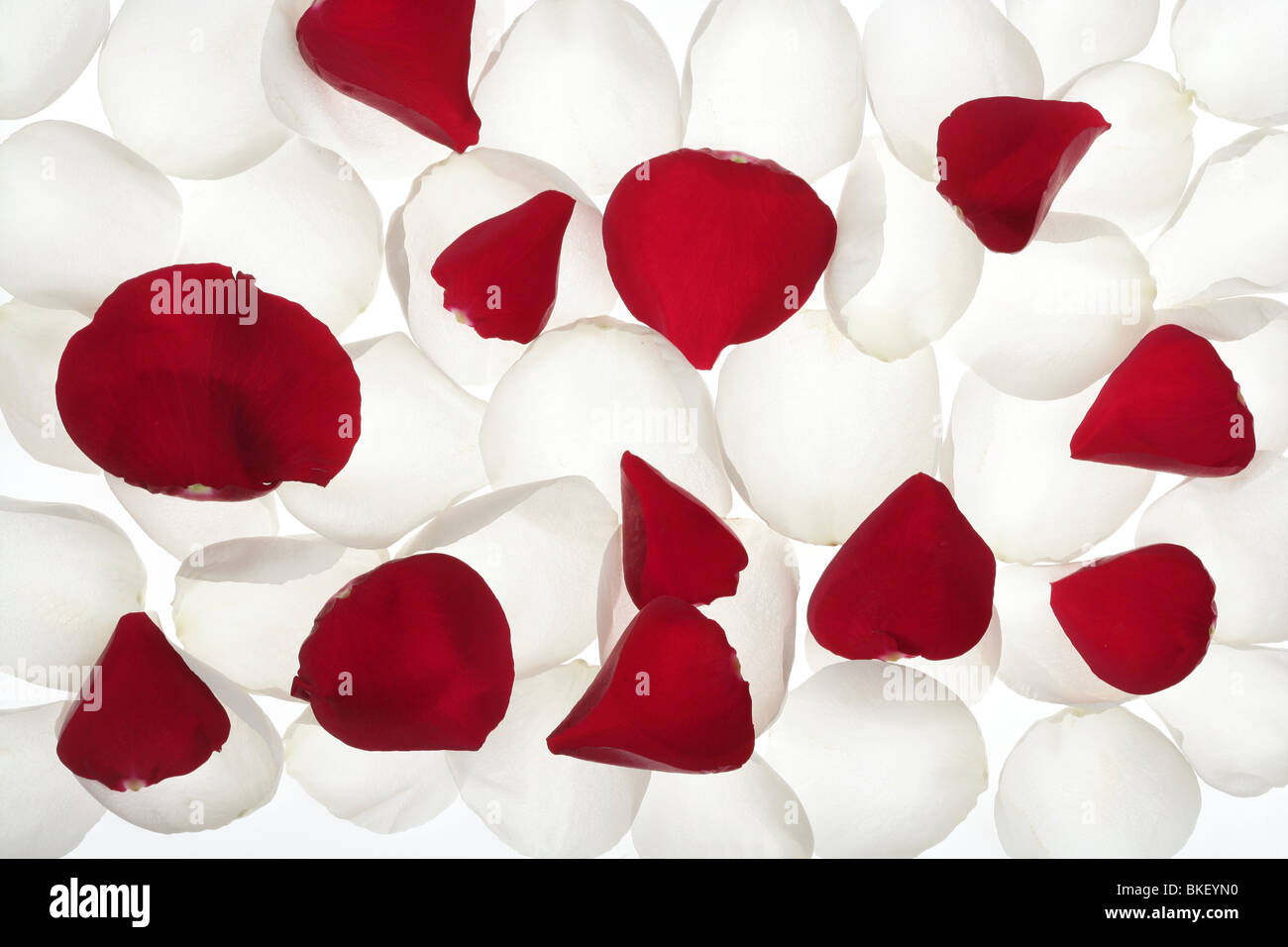 Colorful rose petal pattern wallpaper background texture Stock Photo ...