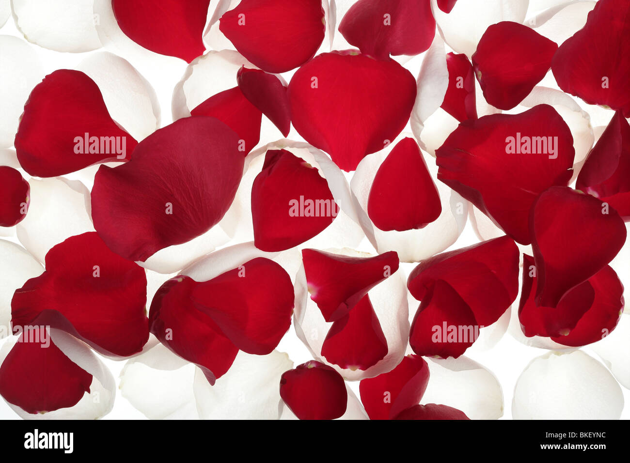 Colorful rose petal pattern wallpaper background texture Stock Photo ...