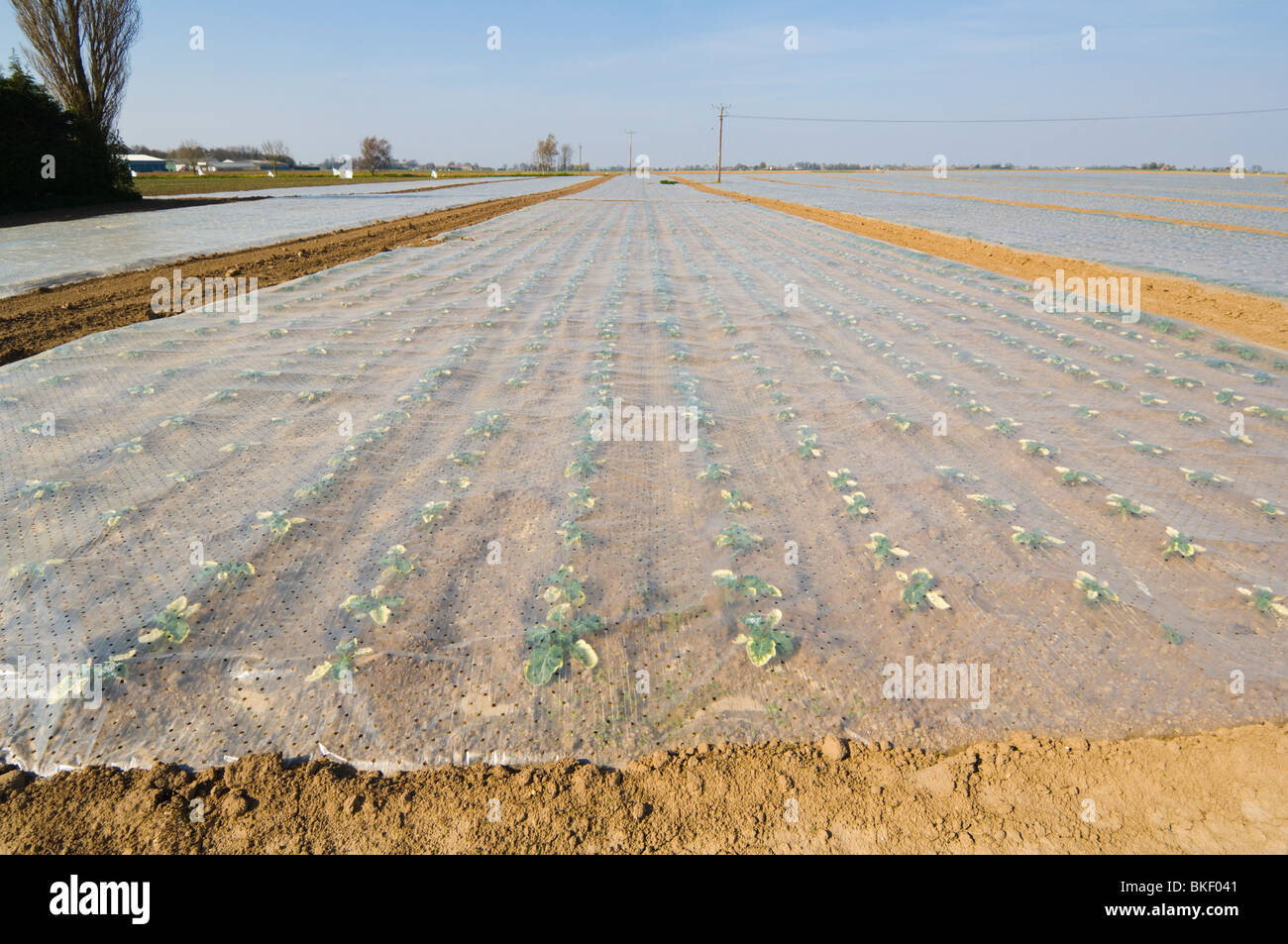 Agricultural sheeting hi-res stock photography and images - Alamy