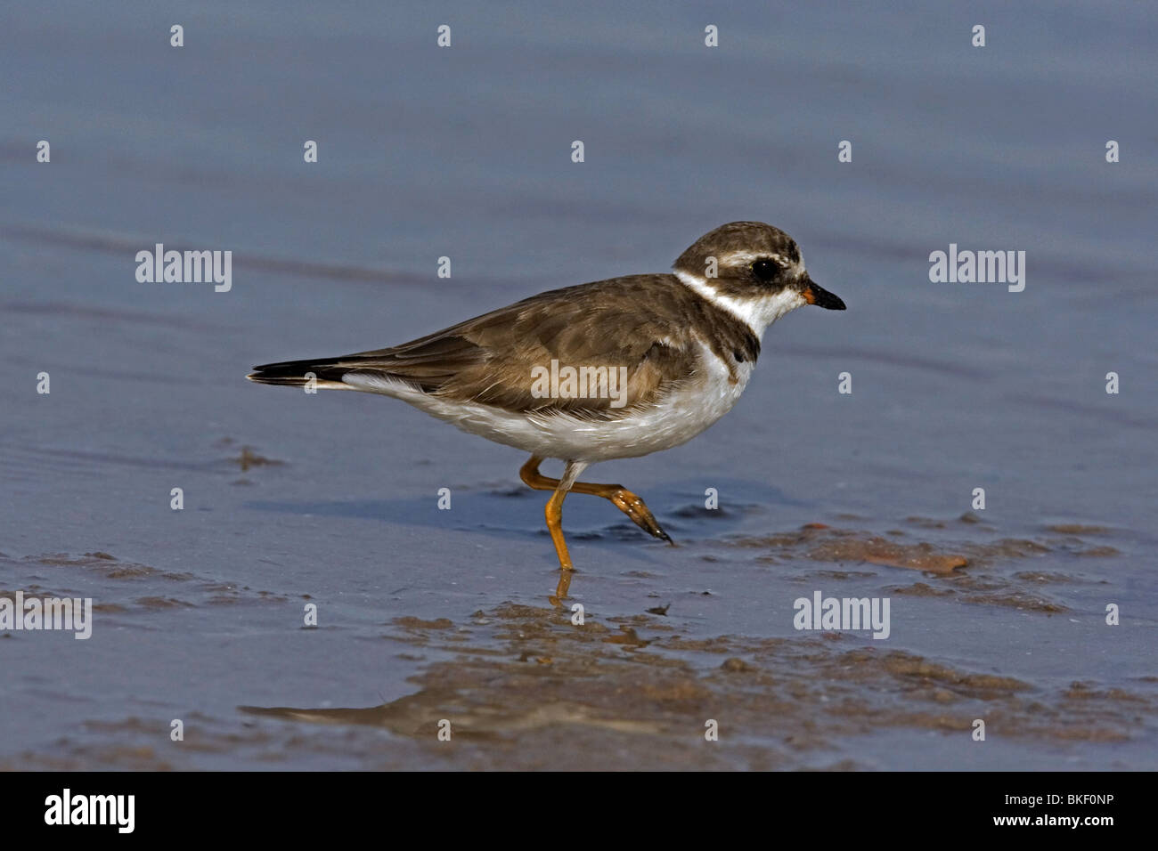 Semipalmated plover walking along shoreline Stock Photo - Alamy