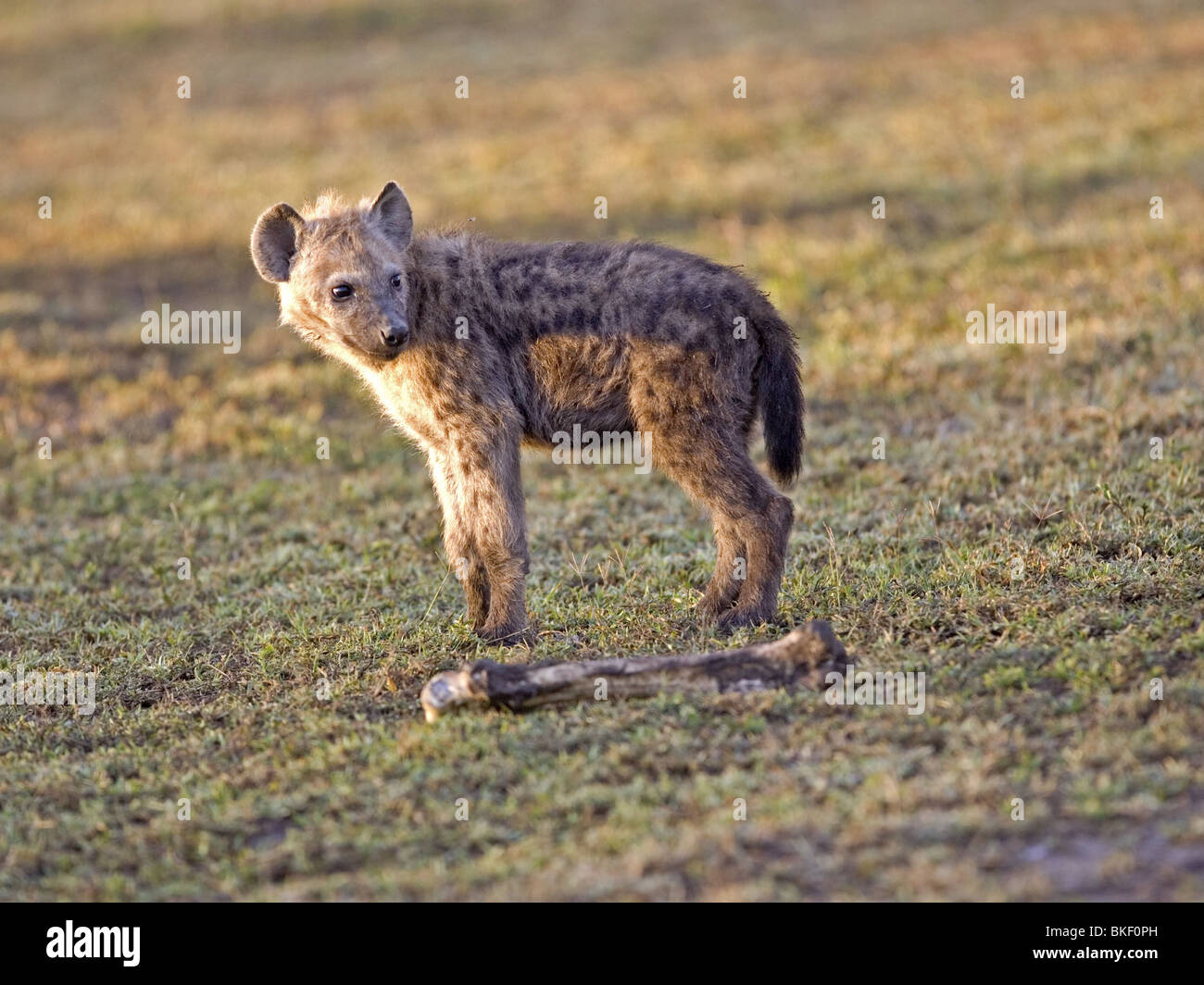 Young spotted hyena with bone Stock Photo - Alamy