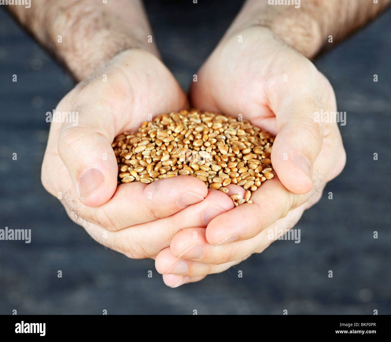 Male cupped hands holding whole wheat grain kernels Stock Photo - Alamy