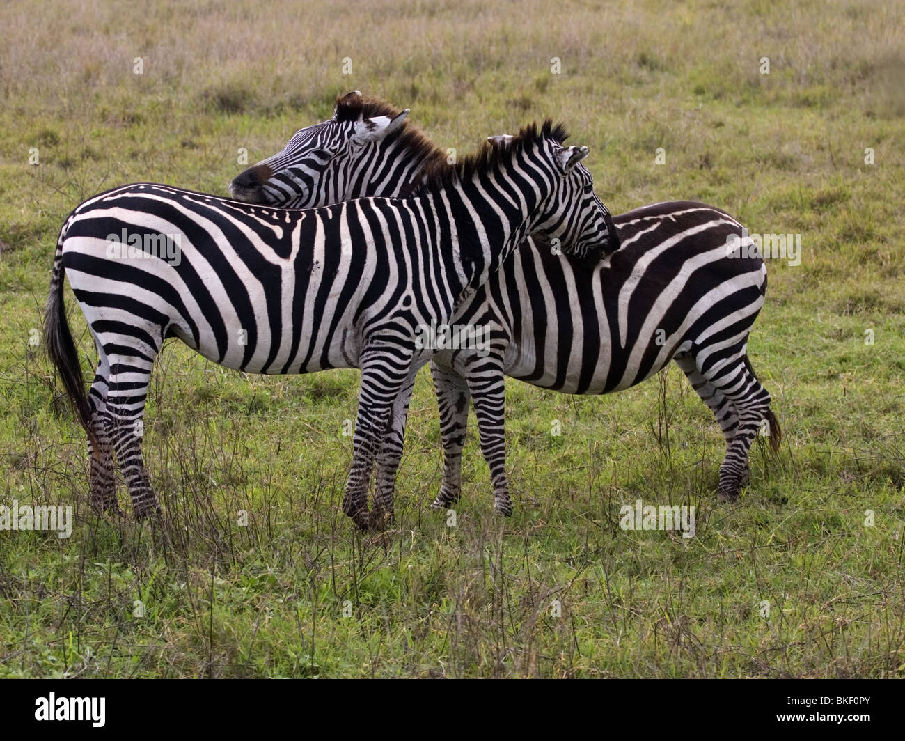 Burchell's zebra mares grooming Stock Photo - Alamy