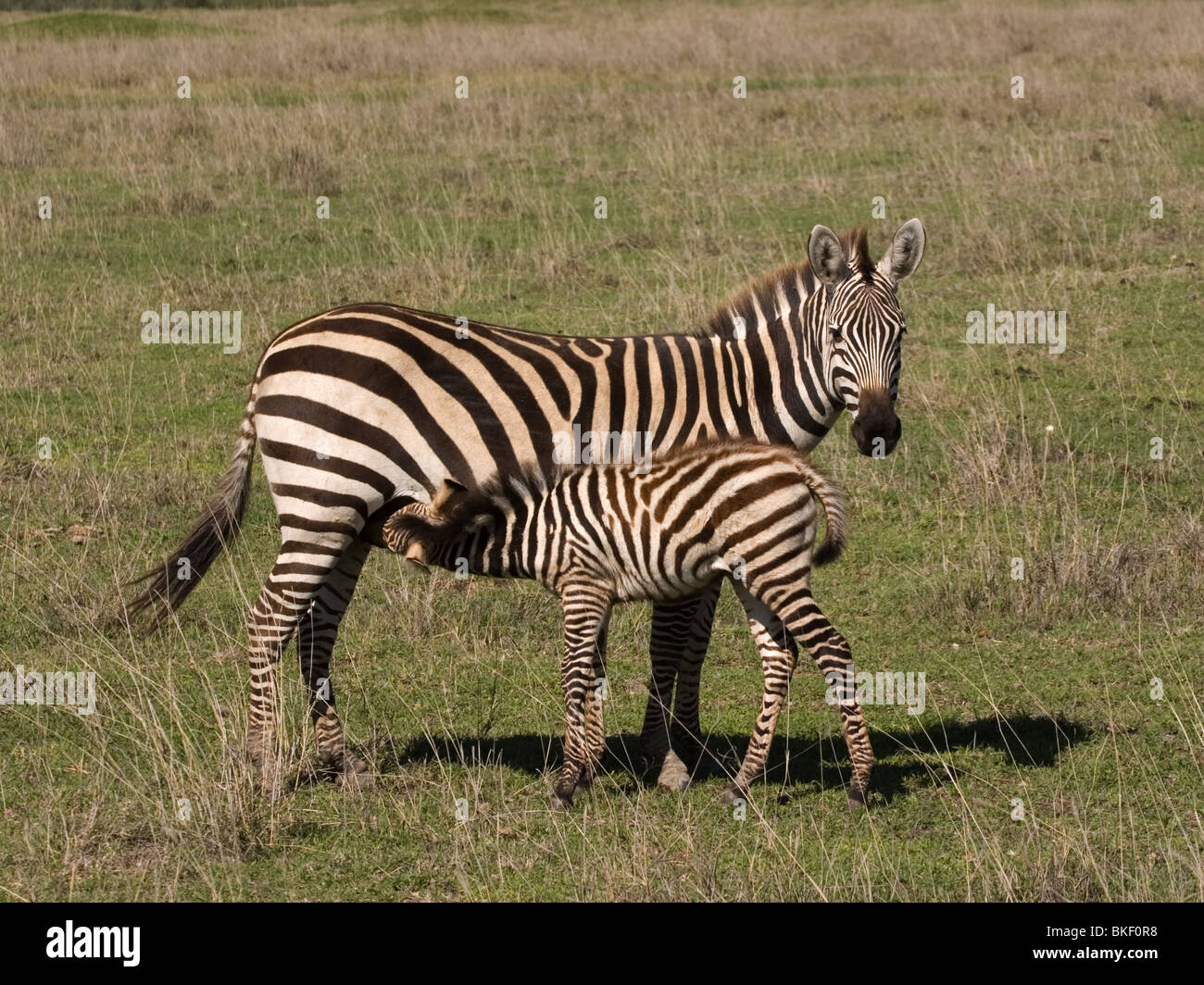 Burchell's zebra, mother feeding foal Stock Photo - Alamy