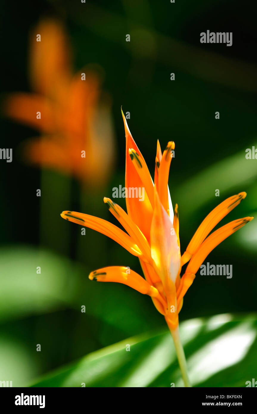 Tropical Orange Parrot Heliconia flower closeup in Mexico Stock Photo ...