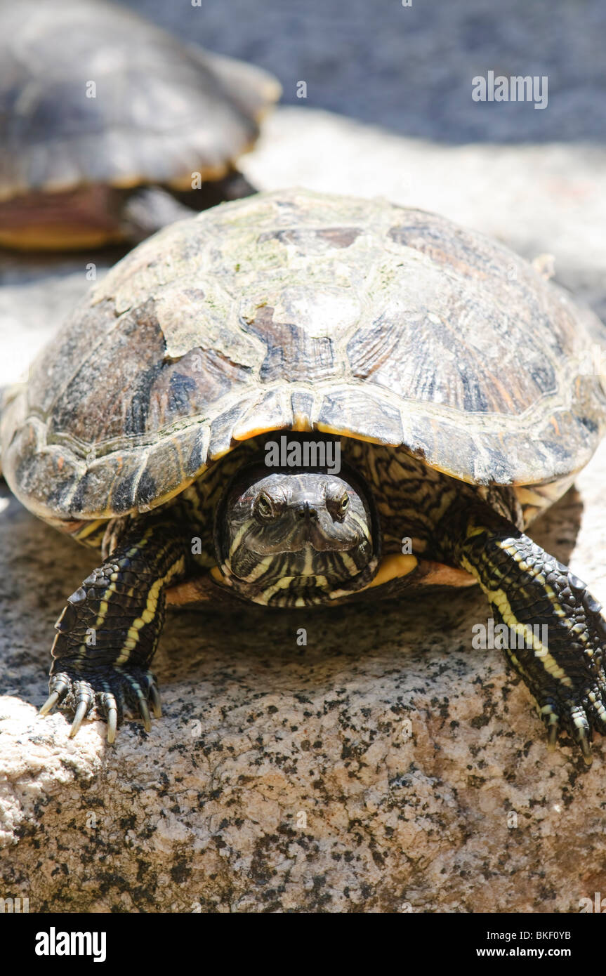 Red ear turtle hi-res stock photography and images - Alamy