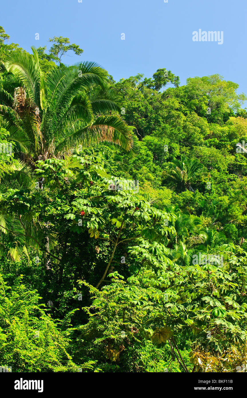 Background of lush tropical jungle at Pacific coast of Mexico Stock ...