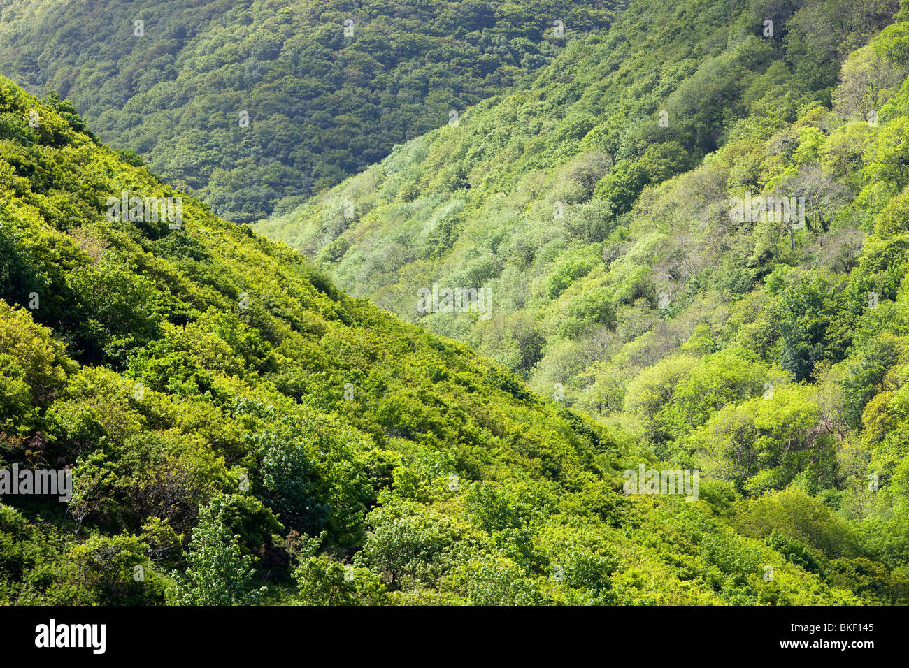 A wooded valley between Heddons mouth and Hunters Inn on the north ...