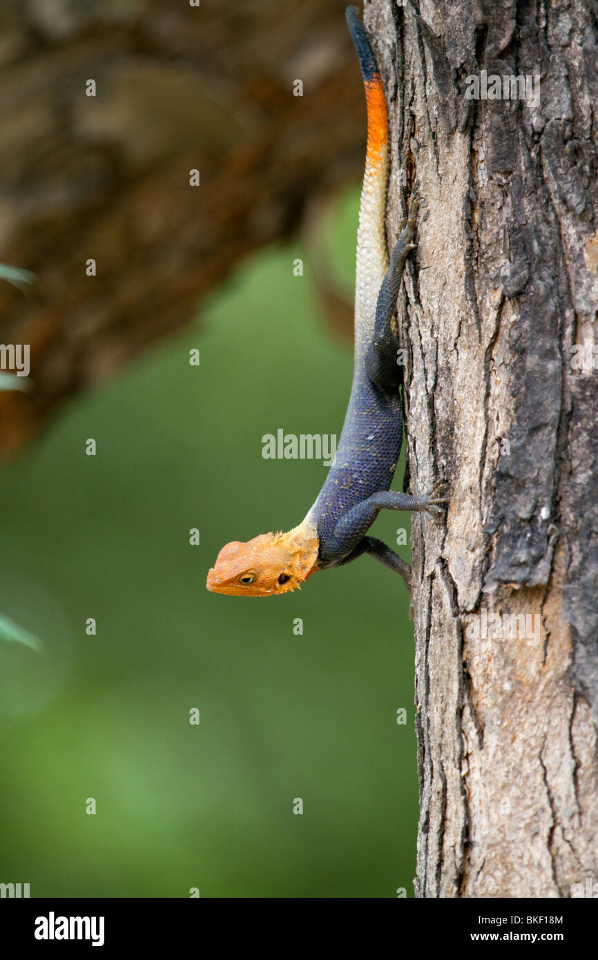 African rainbow lizard hi-res stock photography and images - Alamy