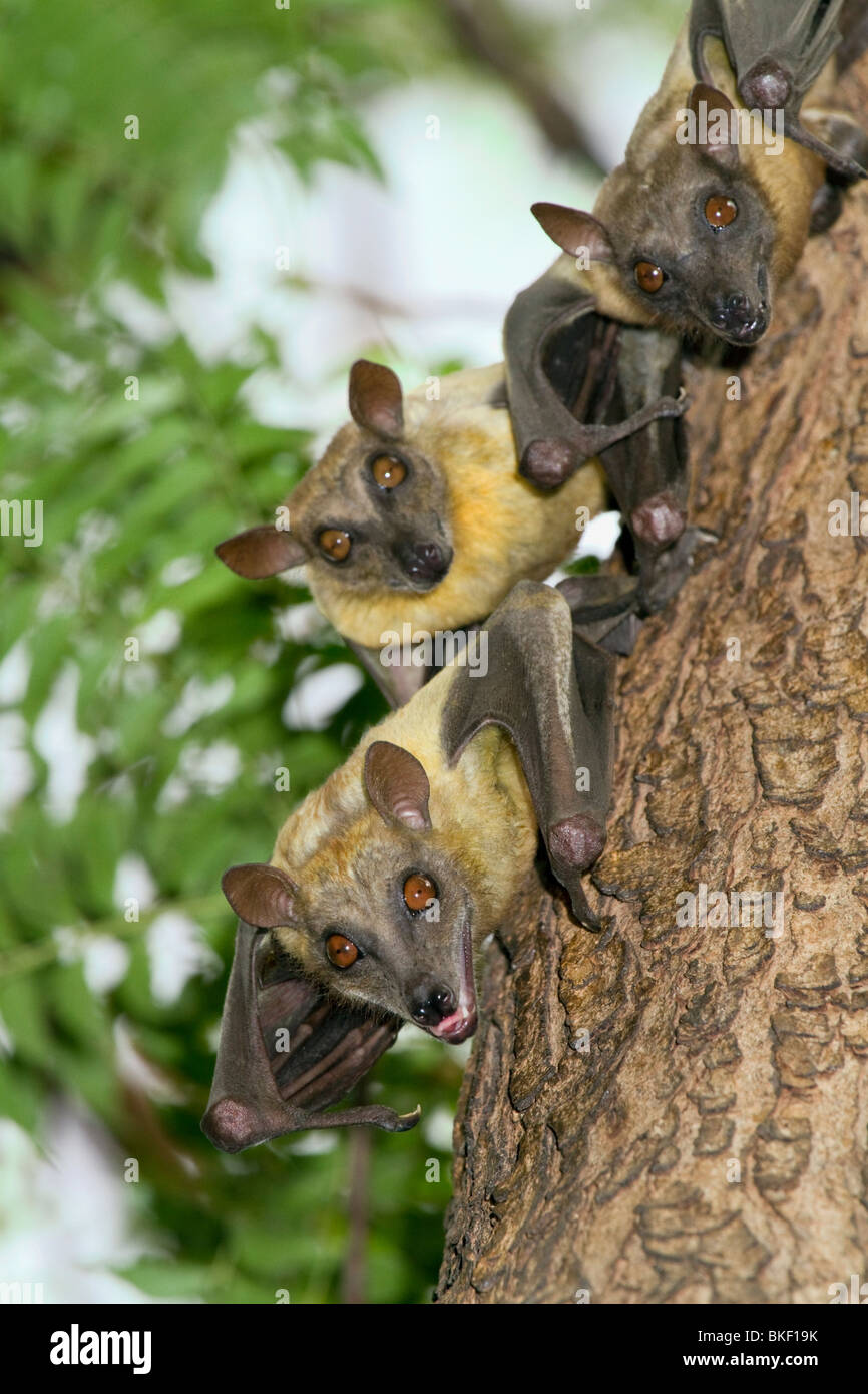 A colony of African straw-colored fruit bats (Eidolon helvum), Northern ...