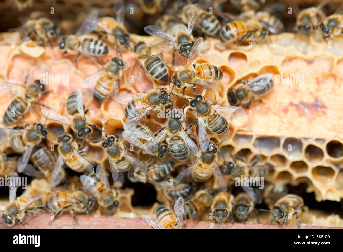 A beehive in Cockermouth, Cumbria, UK that has been infected and ...
