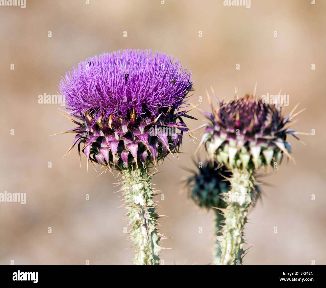 Giant turkish thistle variety mauve color colour isolated image hi-res ...