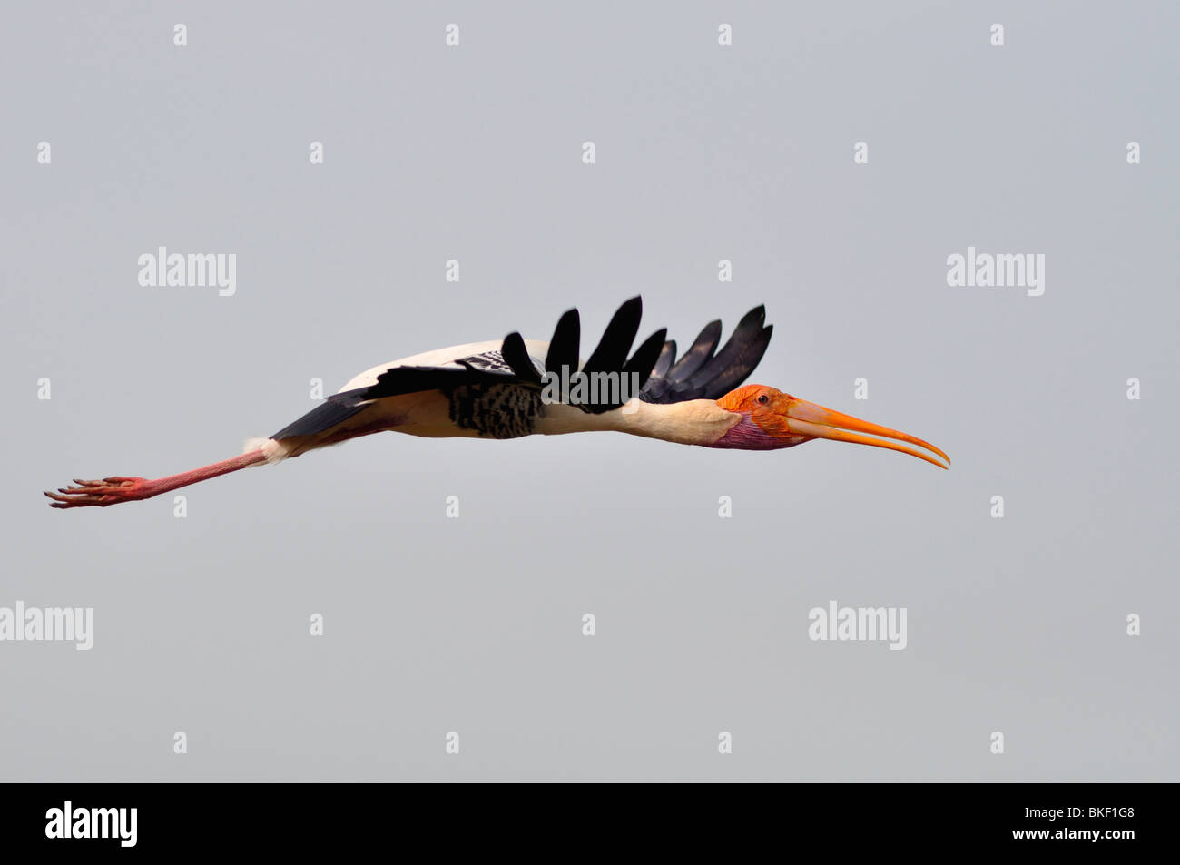 Flight of Painted Stork Stock Photo - Alamy