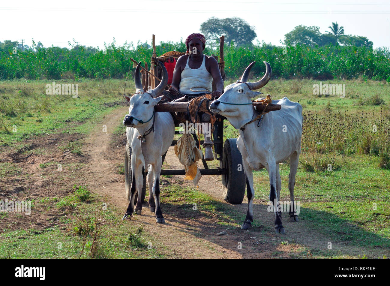 Indian Ox Stock Photos & Indian Ox Stock Images - Alamy