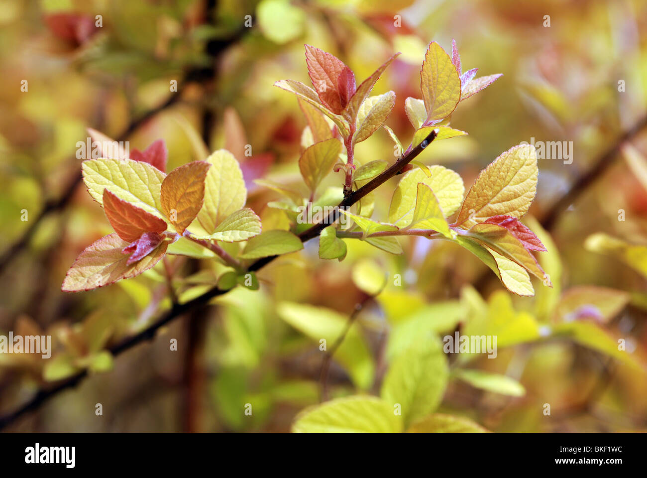 Spirea shrub hi-res stock photography and images - Alamy