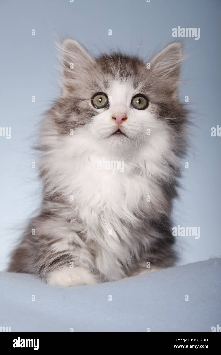 sitzende Sibirische Katze / sitting Siberian Cat Stock Photo - Alamy