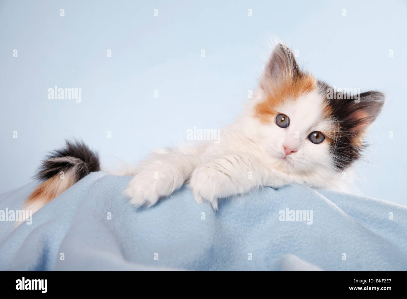 liegende Sibirische Katze / lying Siberian Cat Stock Photo - Alamy