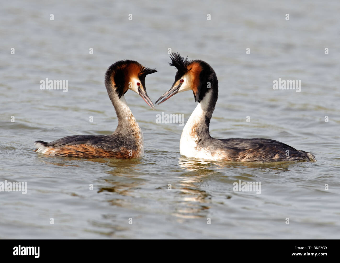 Great Crested Grebes displaying Stock Photo - Alamy