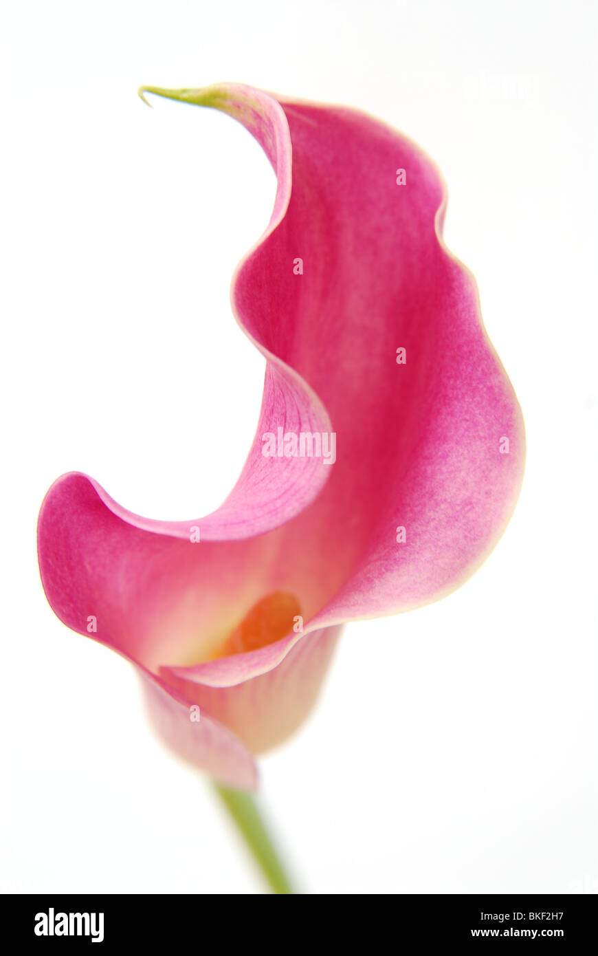 Pink white arum lily flower on white background Stock Photo - Alamy