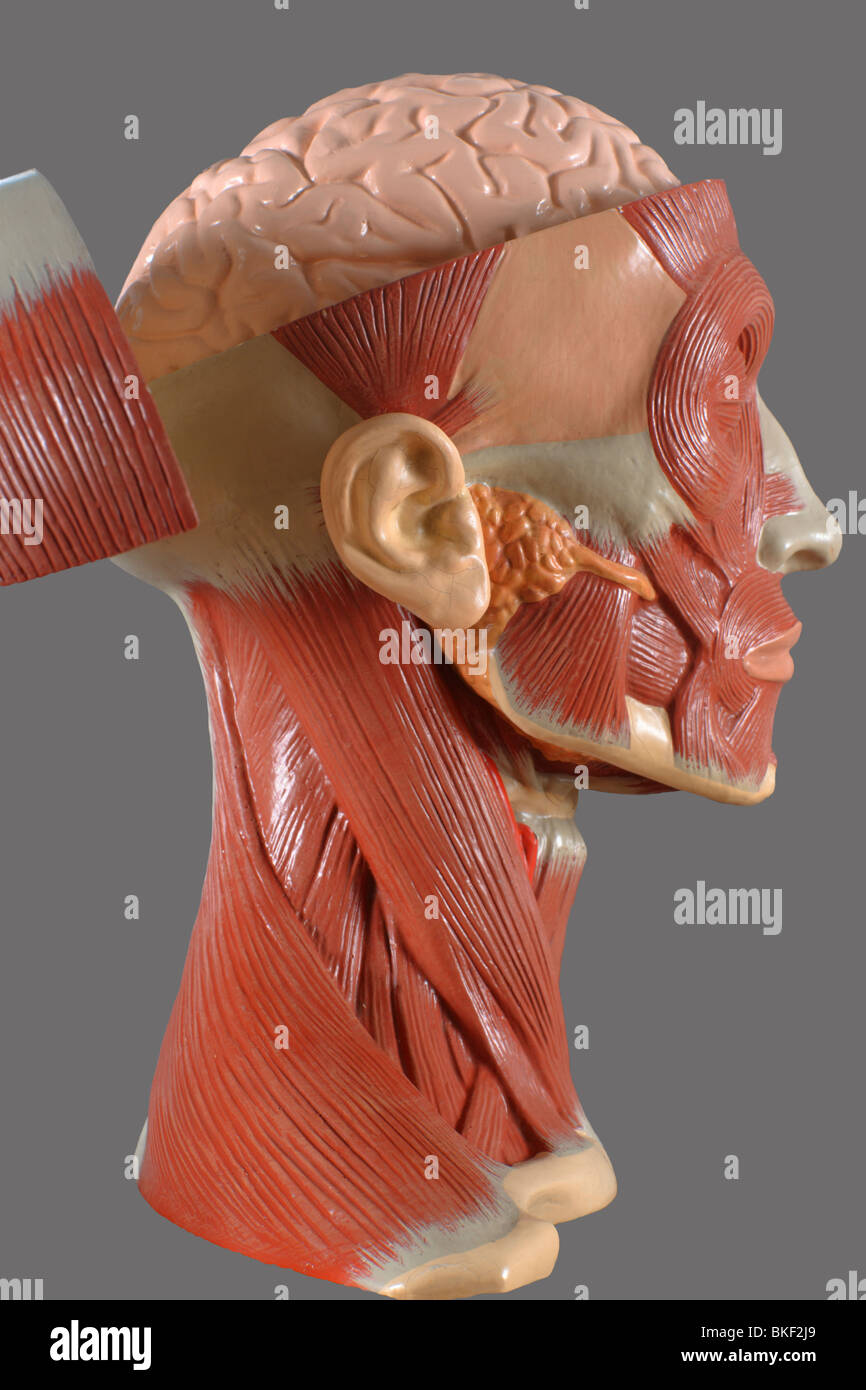 anatomical models of head Stock Photo - Alamy