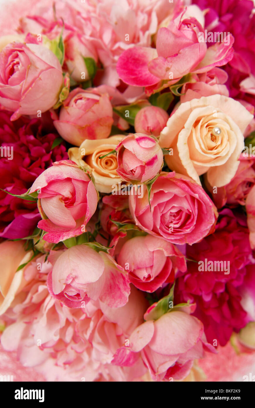 Pink roses on white background Stock Photo - Alamy