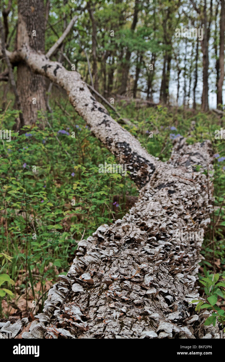 A fallen tree at Burr Oak Woods Stock Photo - Alamy