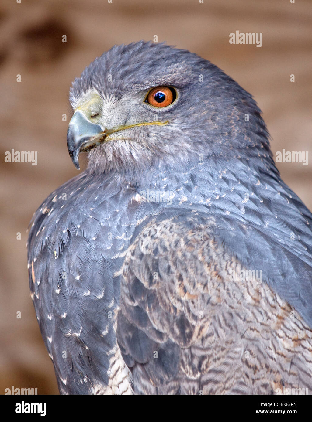 Chilean blue eagle hi-res stock photography and images - Alamy
