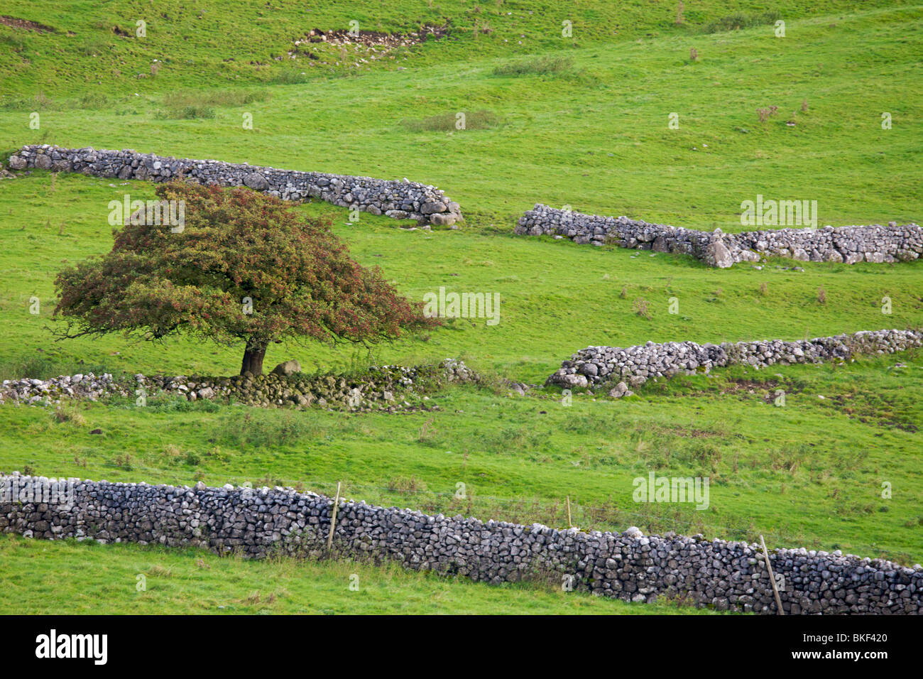 field bordered with dry stone walls near Malham, Yorkshire Stock Photo ...