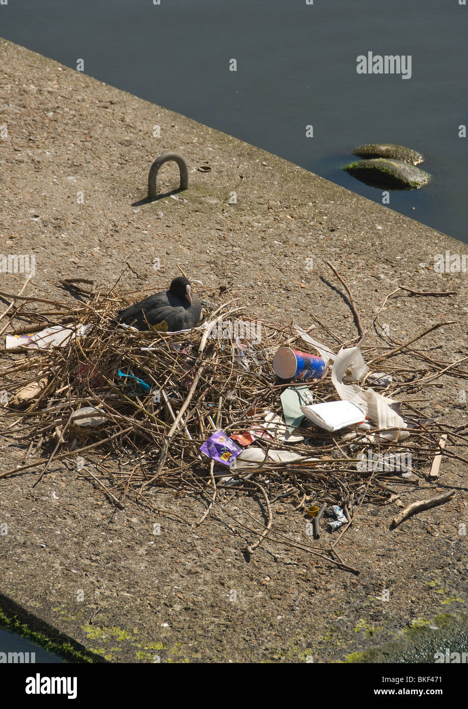 Nest and litter hi-res stock photography and images - Alamy