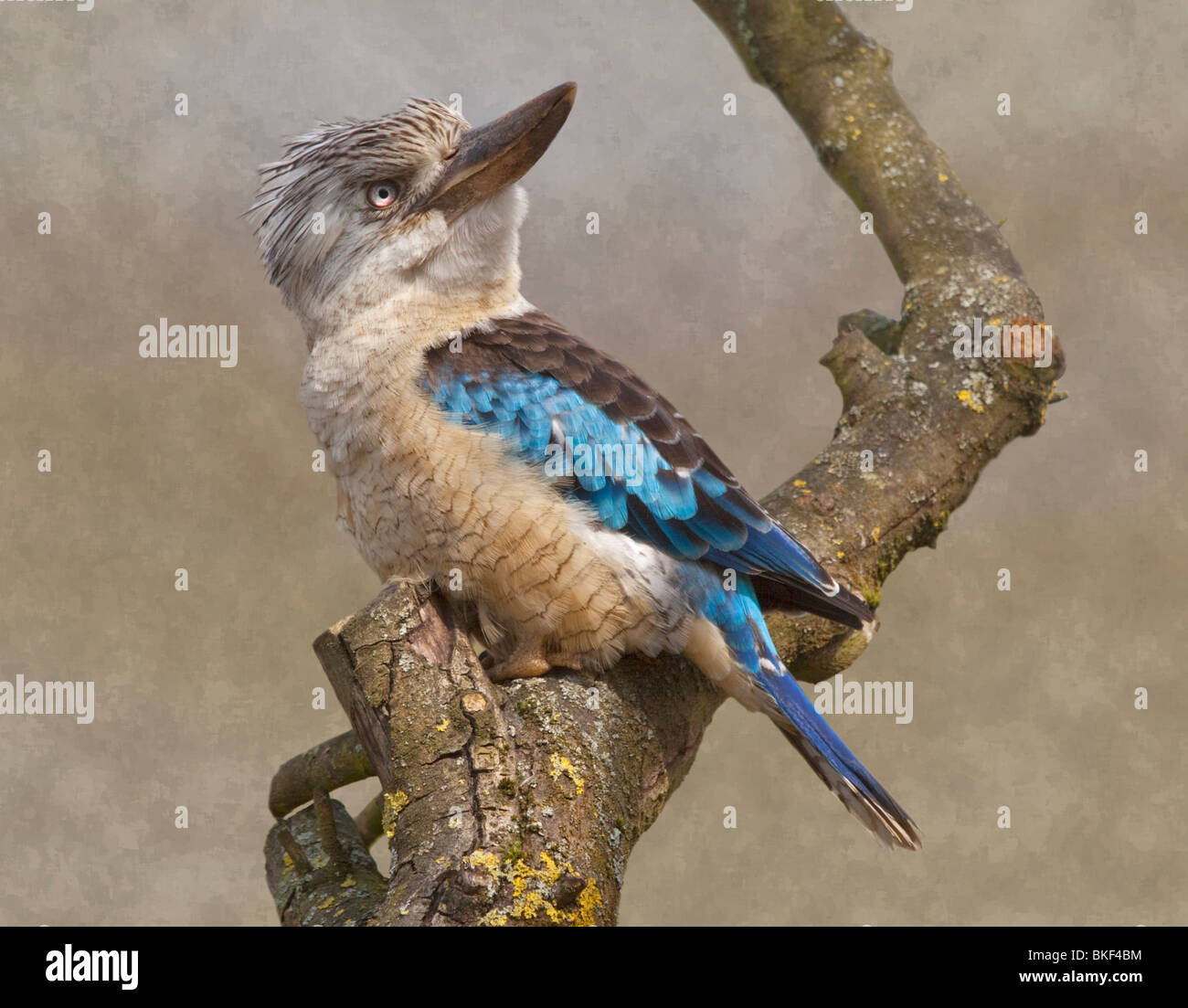 Blue-Winged Kookaburra (dacelo leachii Stock Photo - Alamy