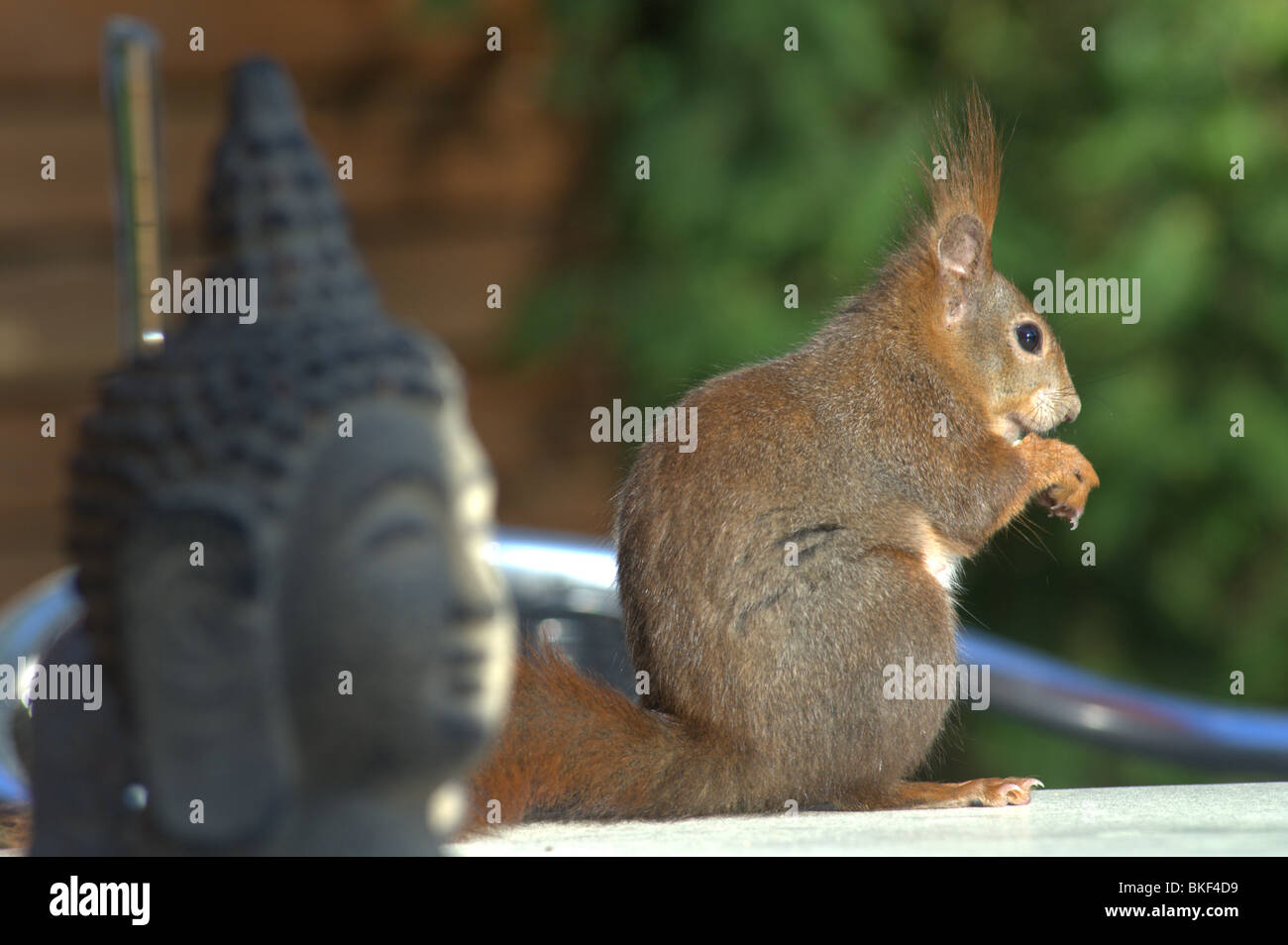 Squirrel table hi-res stock photography and images - Alamy