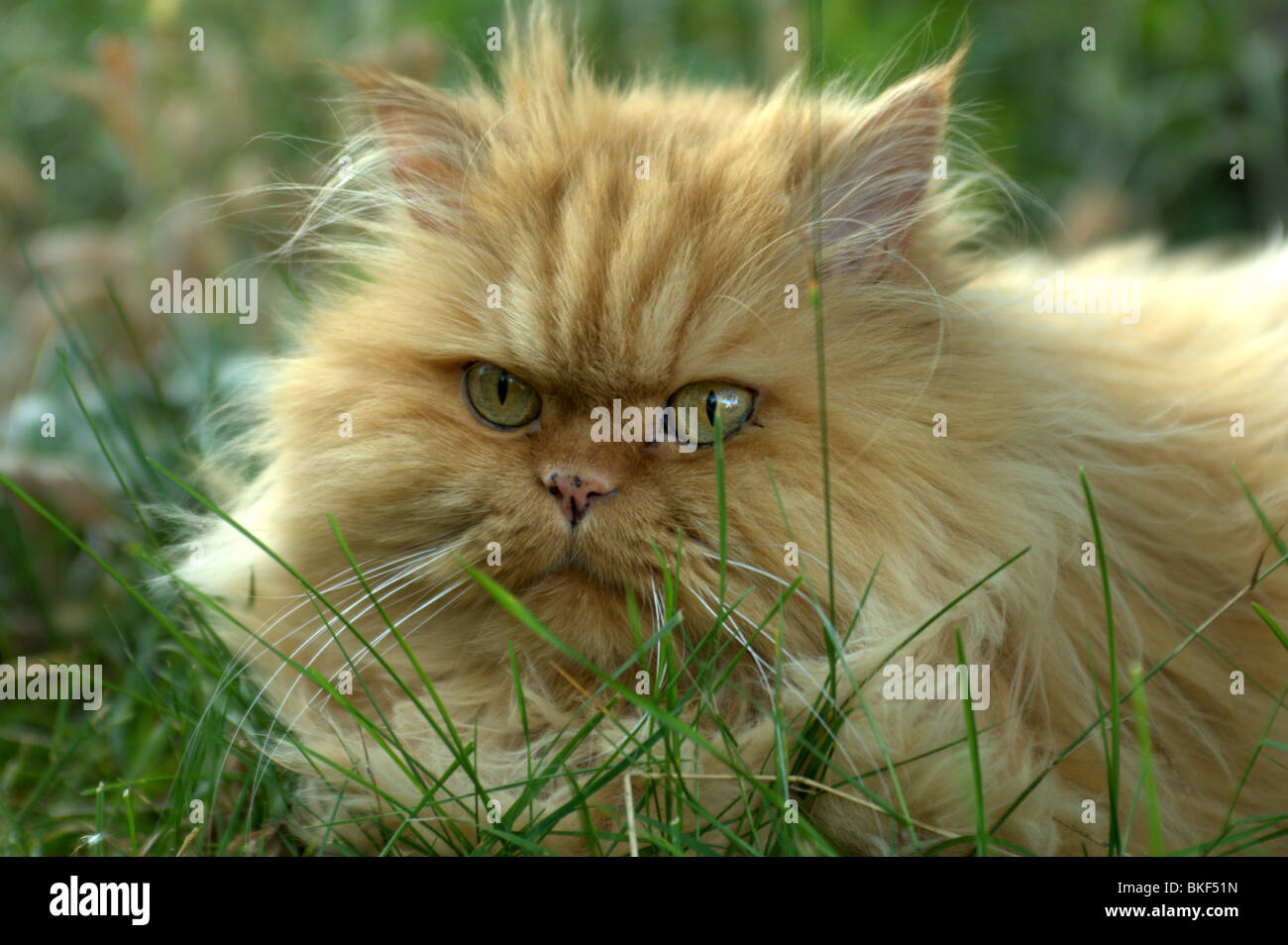 Portrait of a Persian Cat Stock Photo - Alamy