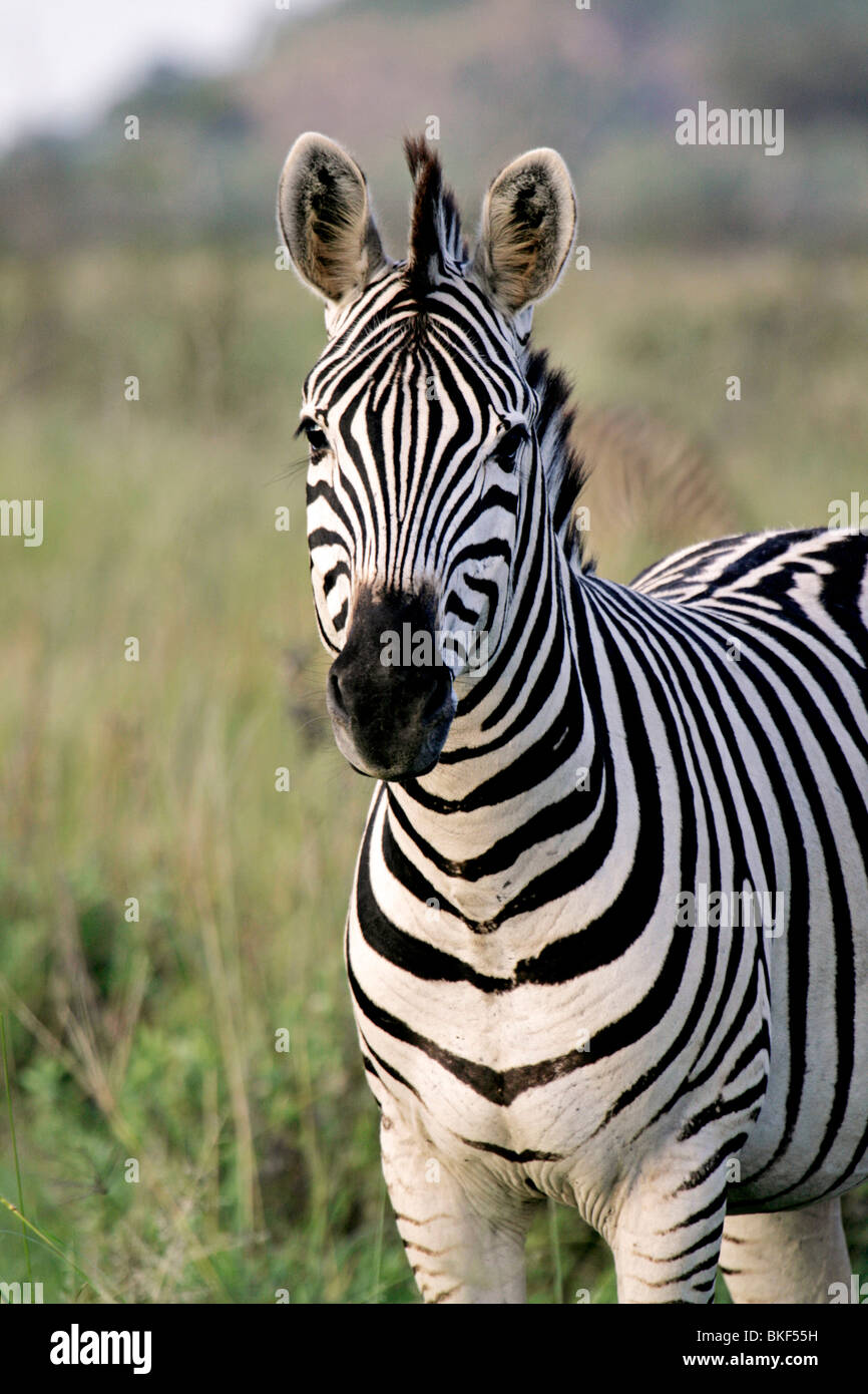 Portrait of Zebra Stock Photo - Alamy