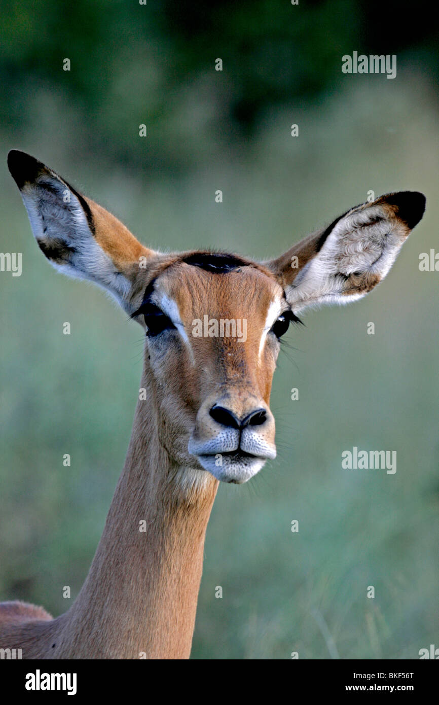 Impala female hi-res stock photography and images - Alamy