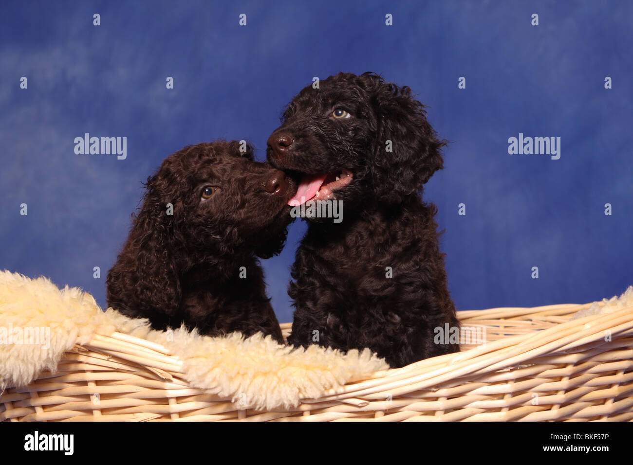 irish water spaniel puppies Stock Photo - Alamy